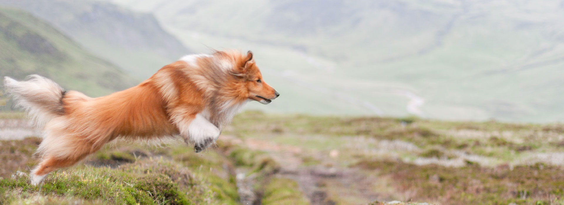 Dog-Friendly Holidays in Scotland | Loch Lomond Waterfront